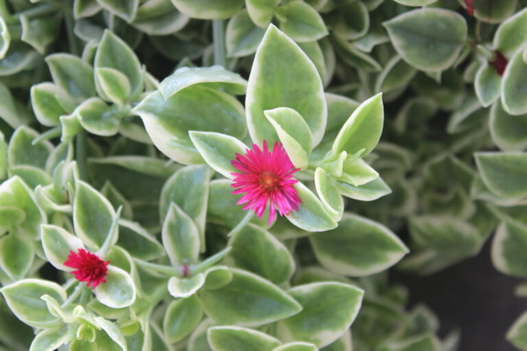 What is Mezoo Trailing Red "Mesbicla"? - SuburbanSill