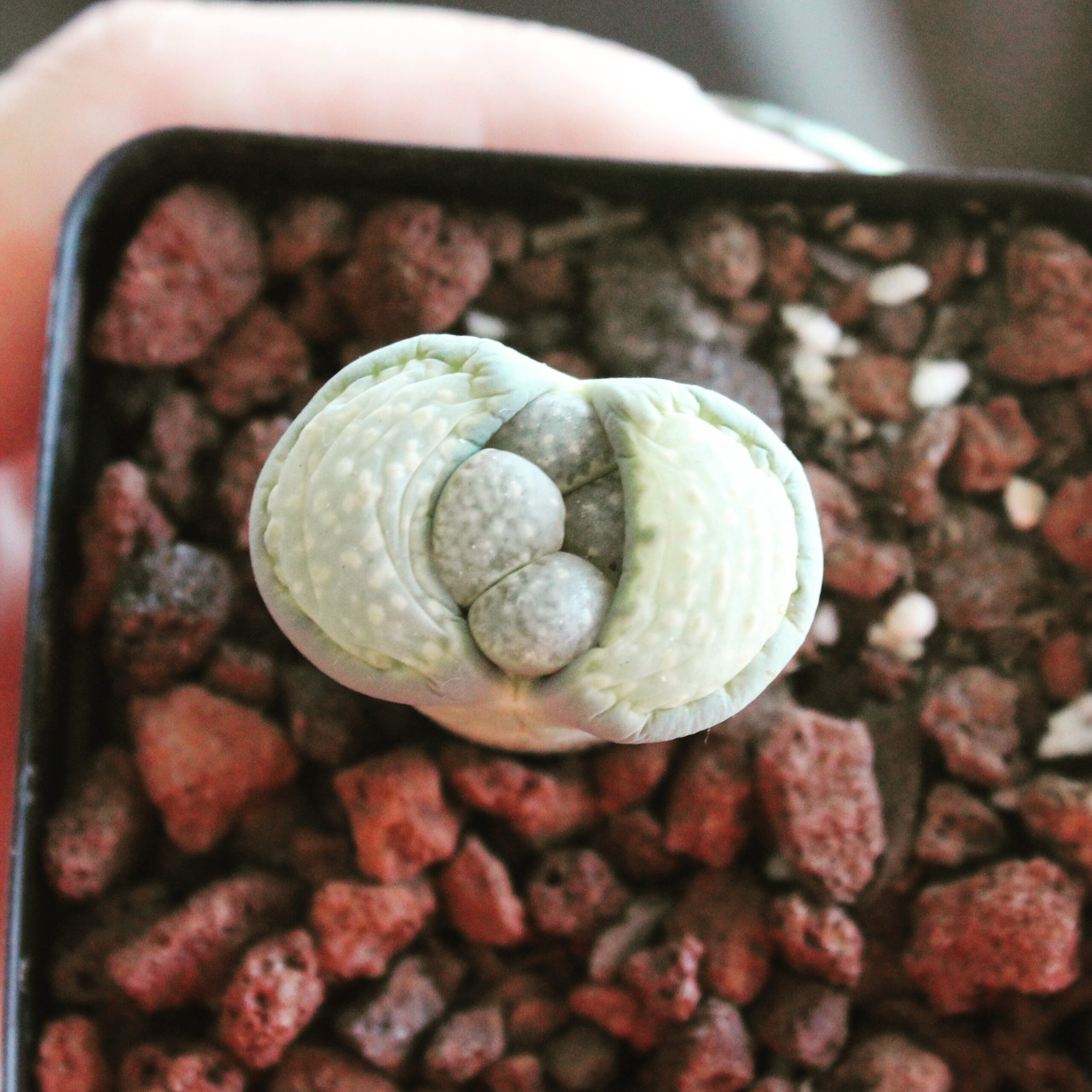 Give Growing Lithops a Try - SuburbanSill