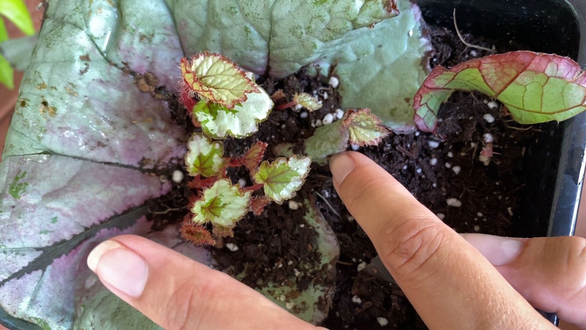 Begonia Propagation from Start to Finish - SuburbanSill