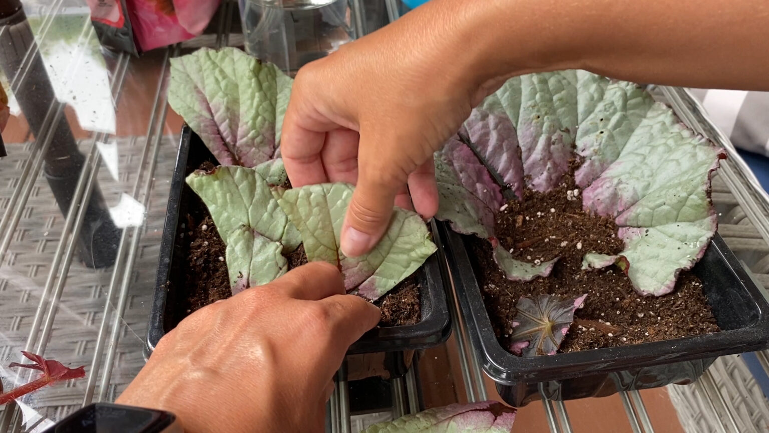Begonia Propagation from Start to Finish - SuburbanSill