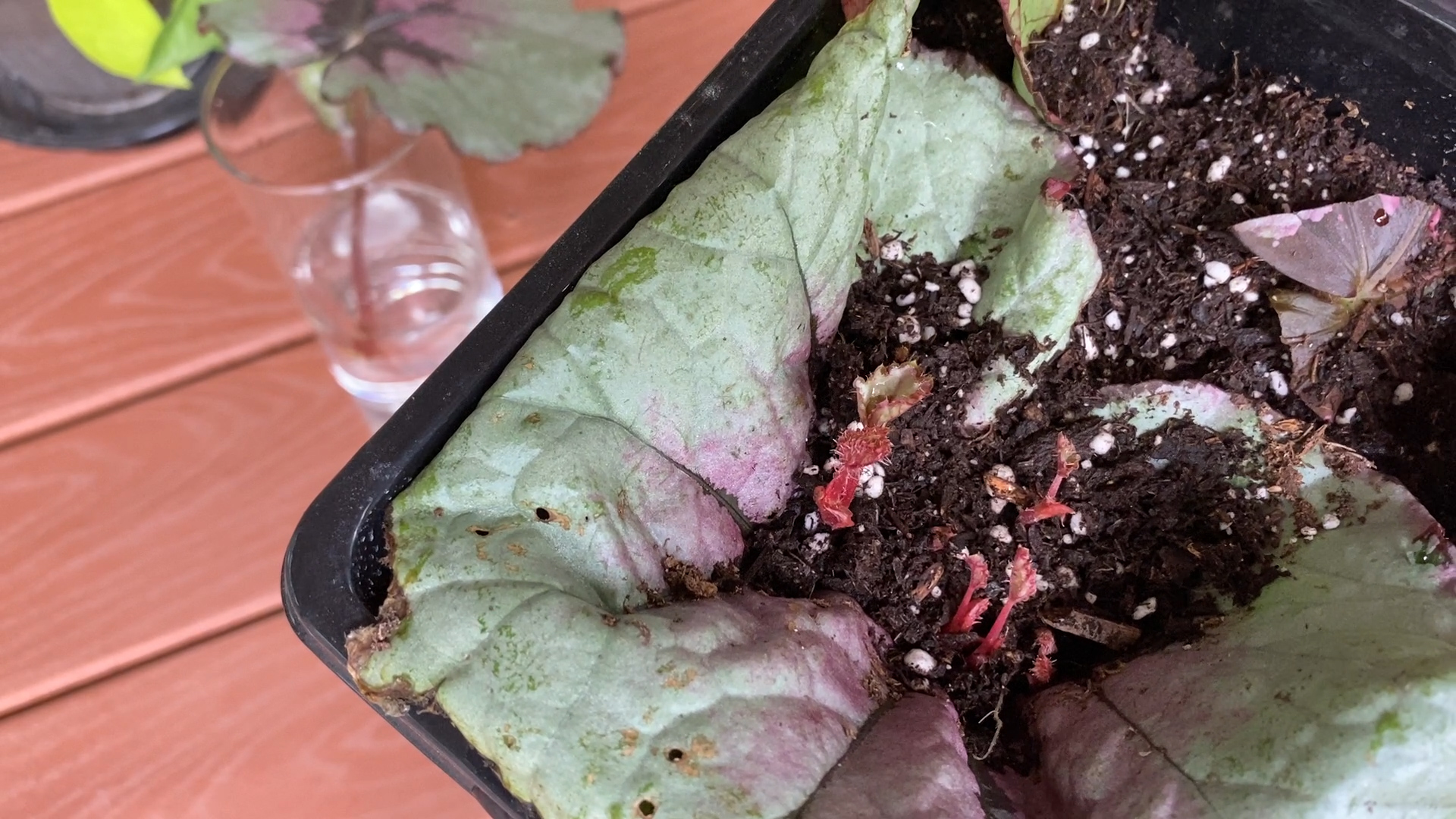 Begonia Propagation from Start to Finish - SuburbanSill