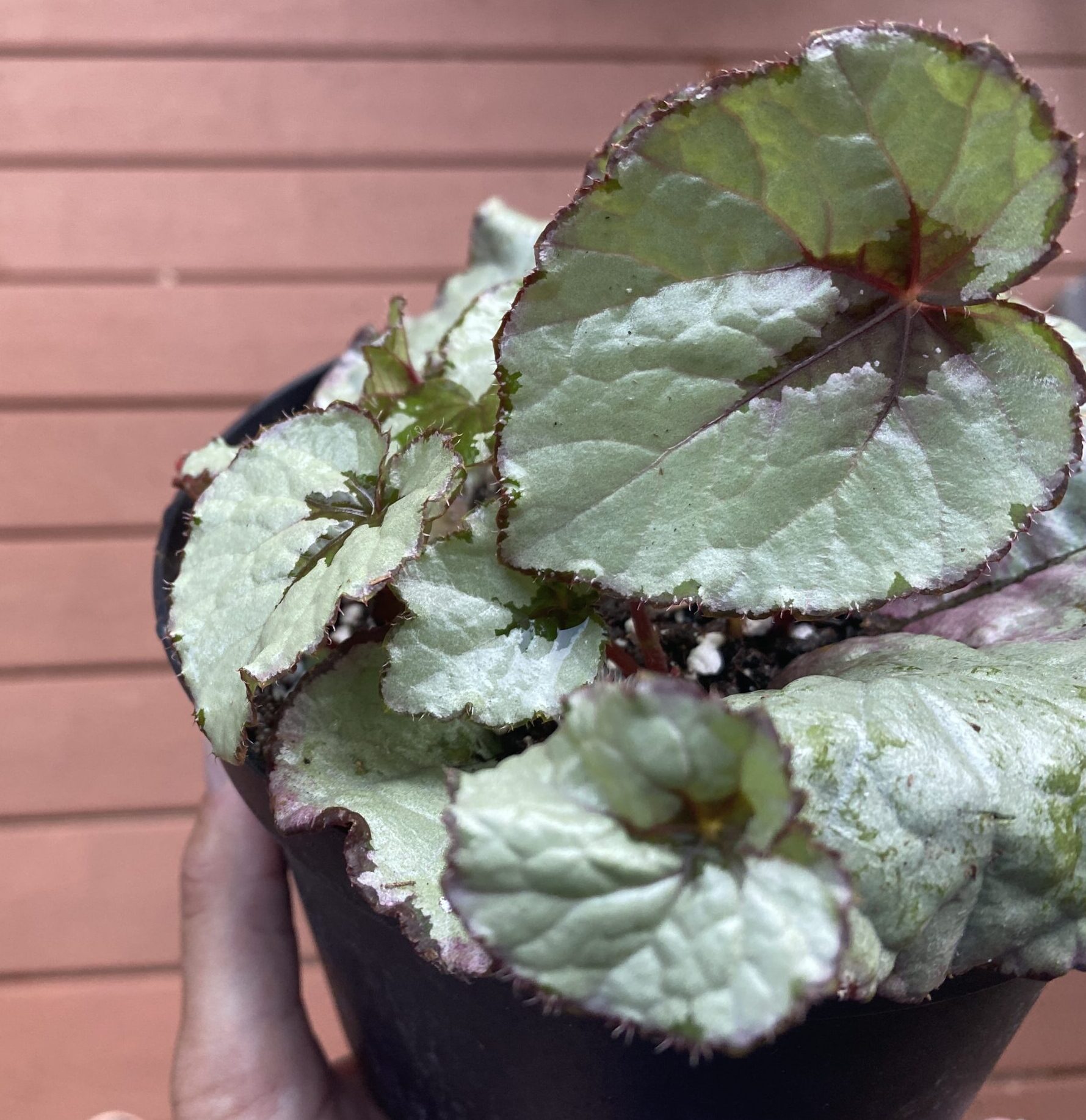 Begonia Propagation from Start to Finish - SuburbanSill